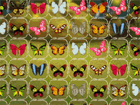 Butterfly Connect - Free Online Games