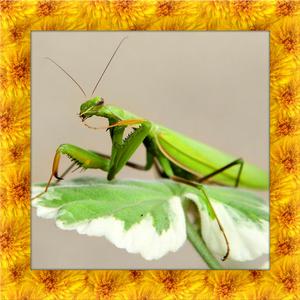 Praying Mantis Simulator - Simulation